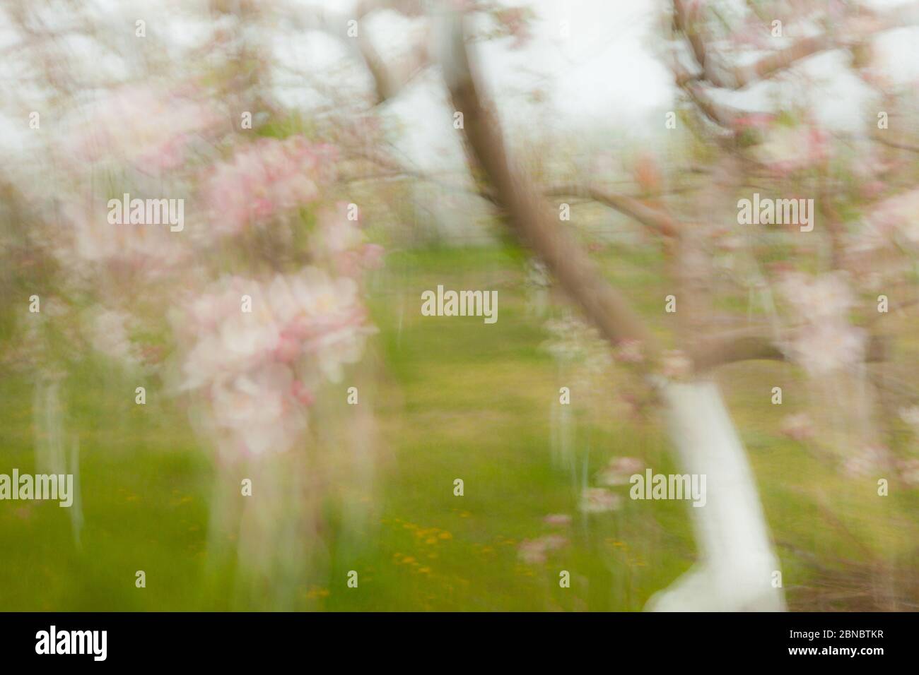 Abstractness blurred natural floral backgrounds, line and groups, the ...