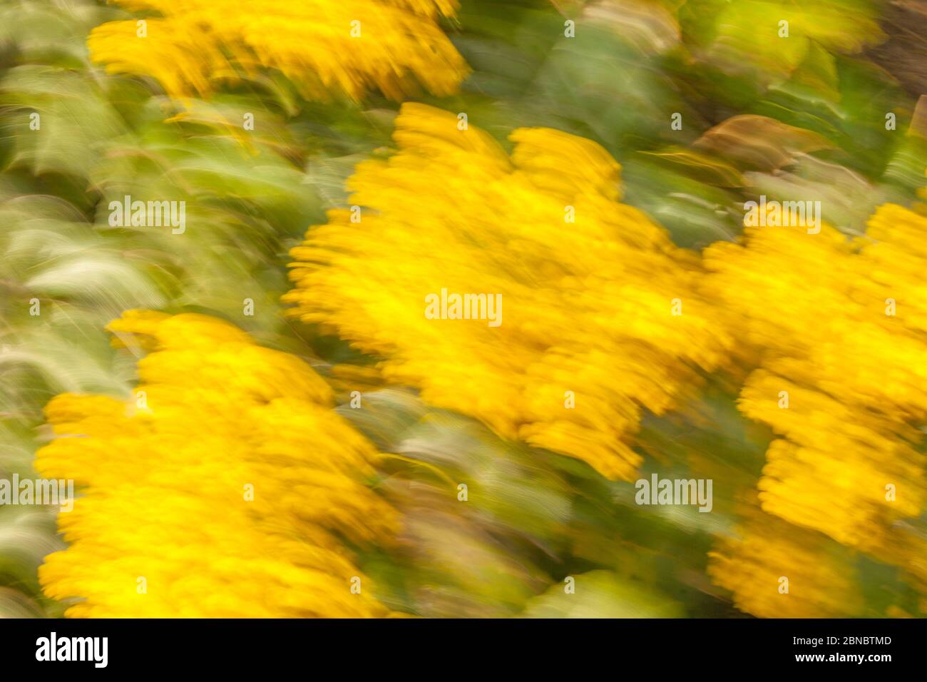 Abstractness blurred natural floral backgrounds, line and groups, the ...