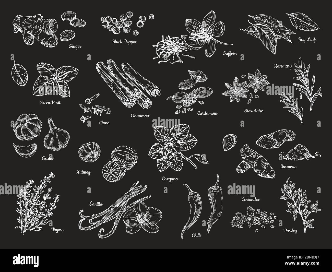 Fresh spicy herbs on Stock Vector Images - Alamy