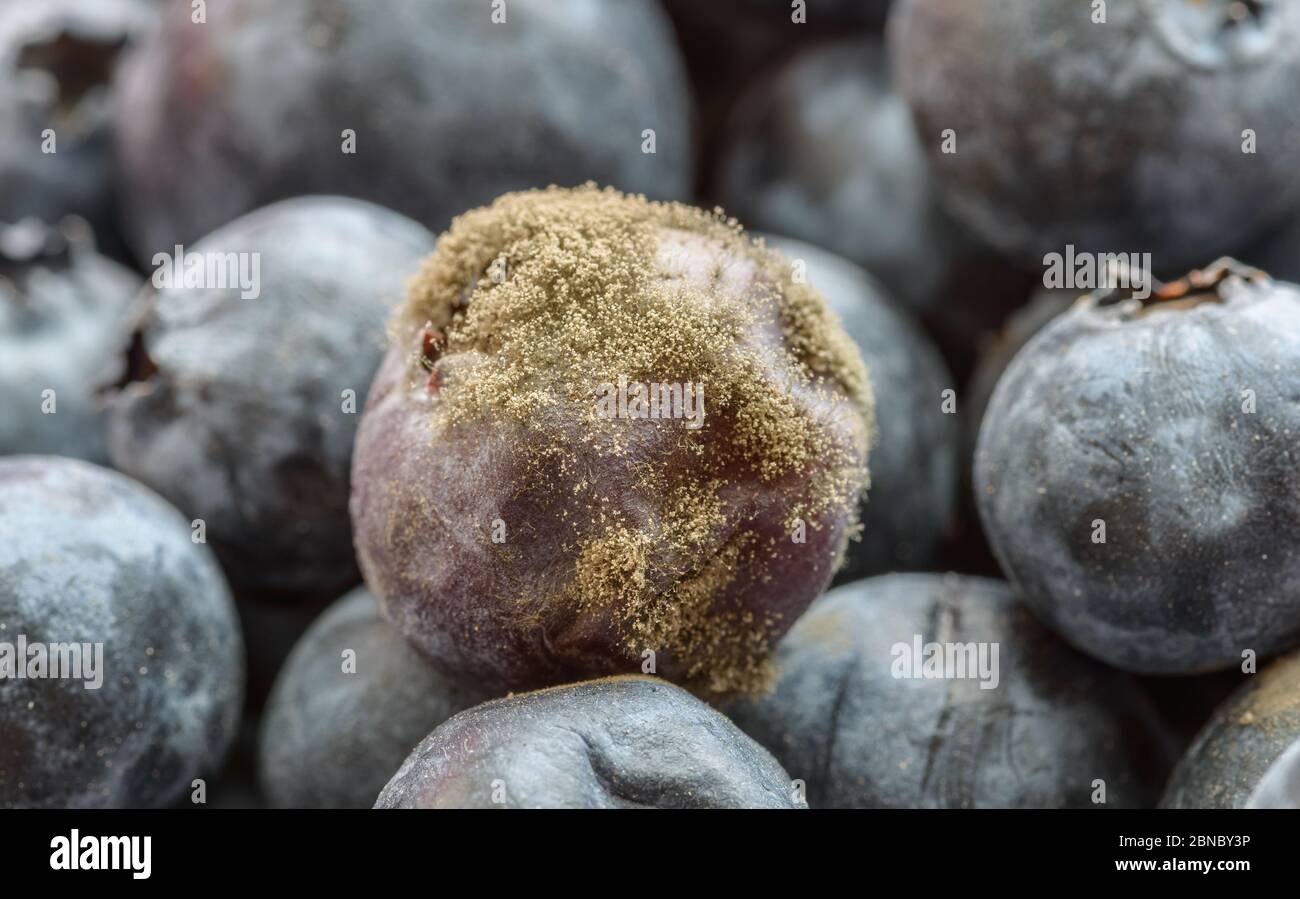 Mold on blueberry berry. Macro with selective focus Stock Photo - Alamy