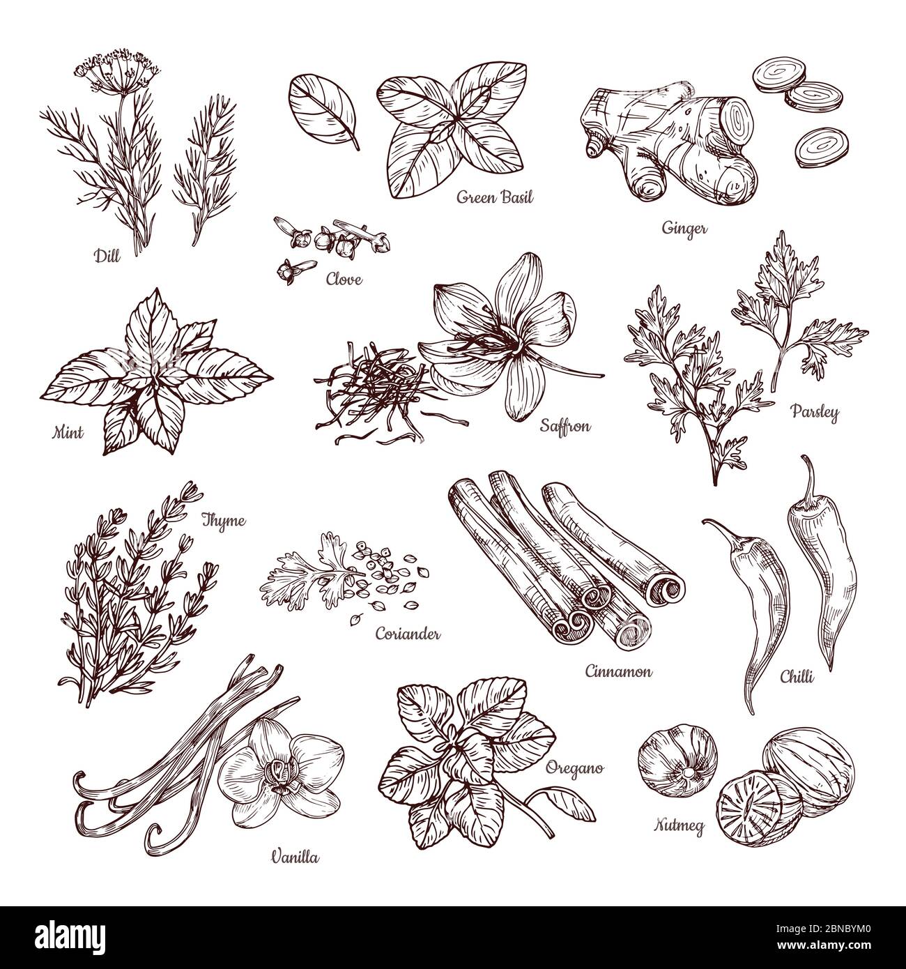 Pepper draw plant Cut Out Stock Images & Pictures - Alamy