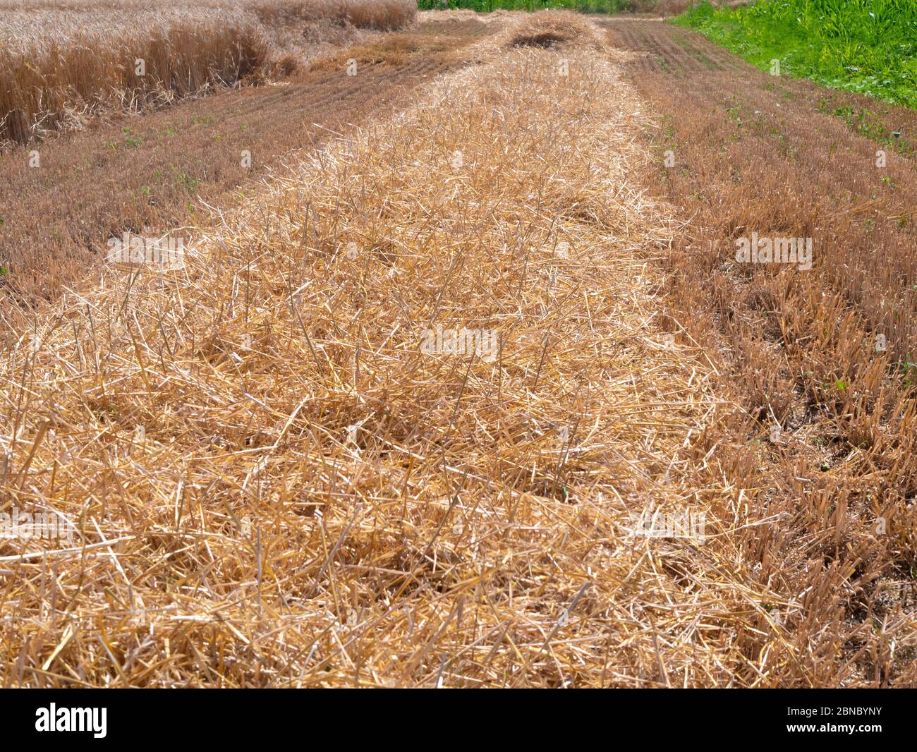 Wheat harvesting in the summer. Strip of sheared wheat after harvester ...