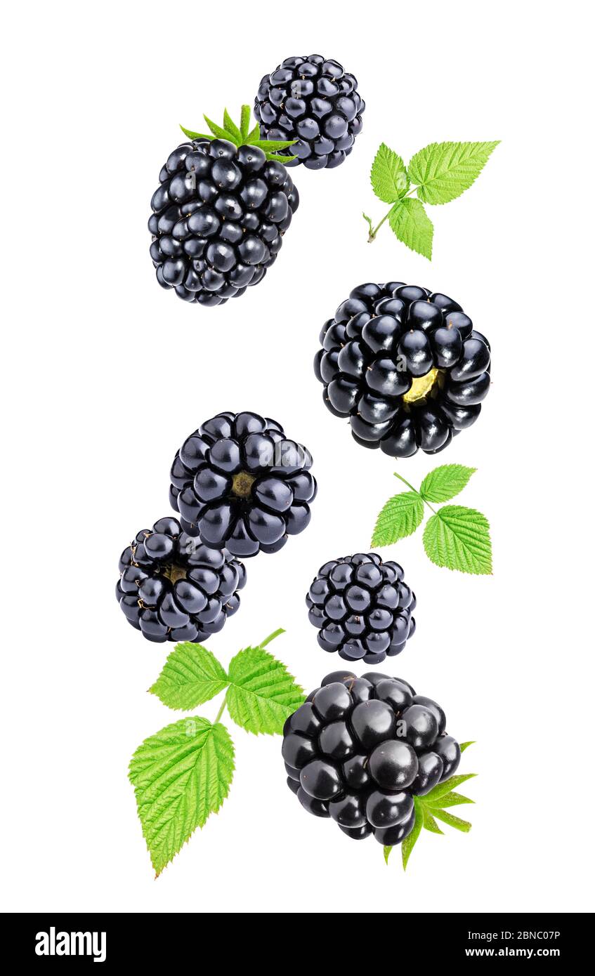 Falling blackberries isolated on white background Stock Photo - Alamy