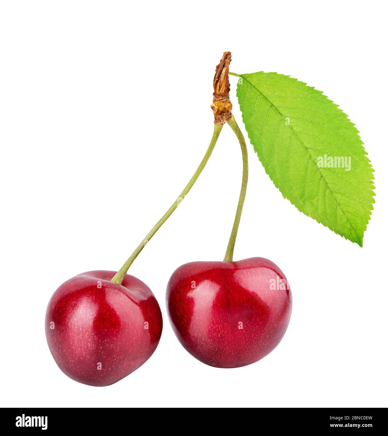 Cherries (merries) isolated on white background Stock Photo - Alamy