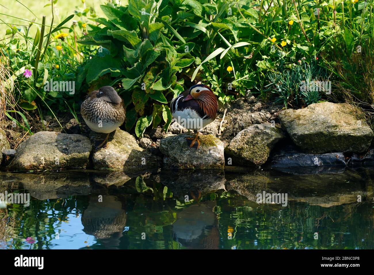 Breeding pair of Mandarin Ducks Stock Photo - Alamy