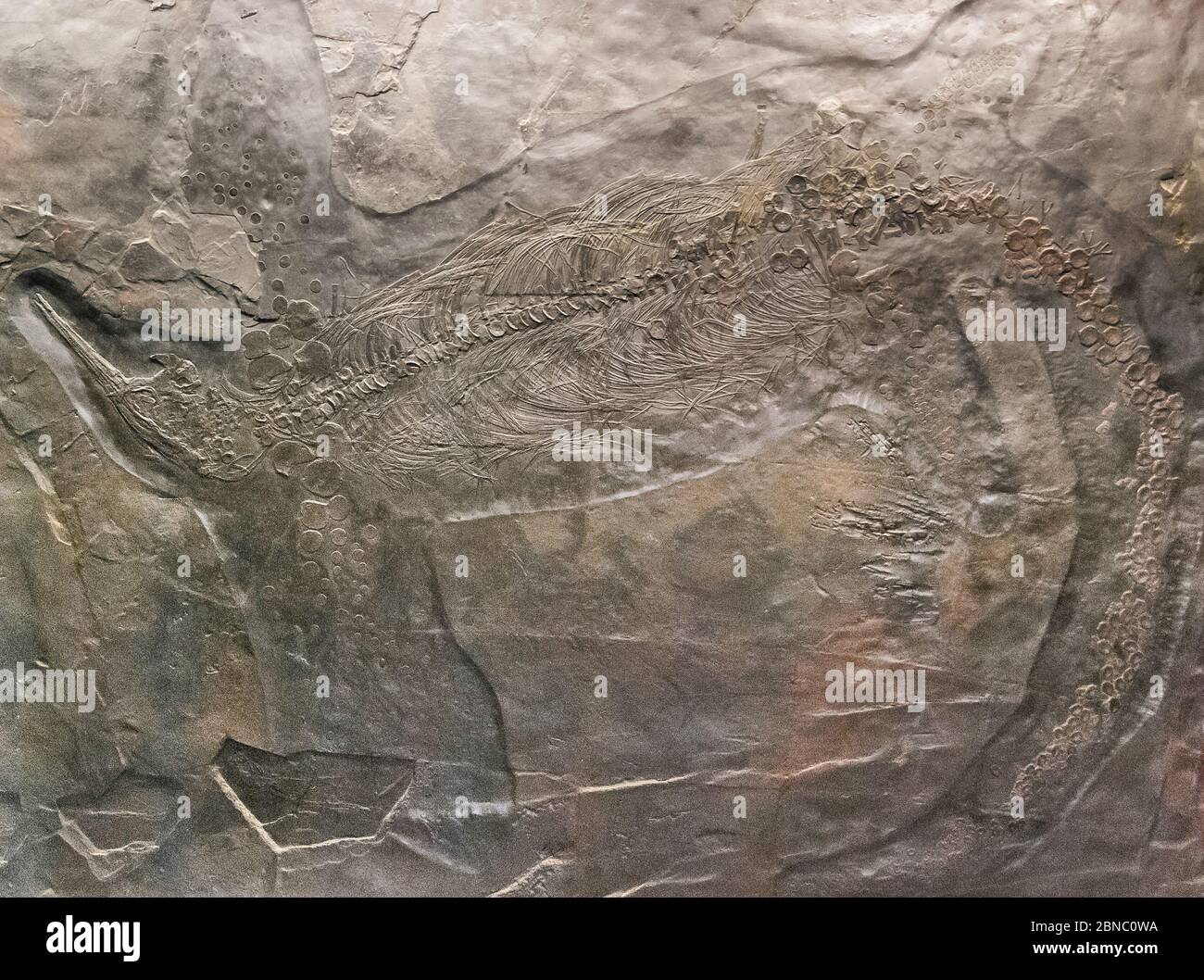 Fossilized Besanosaurus leptorhynchus a dinosaur fossil remains in ...