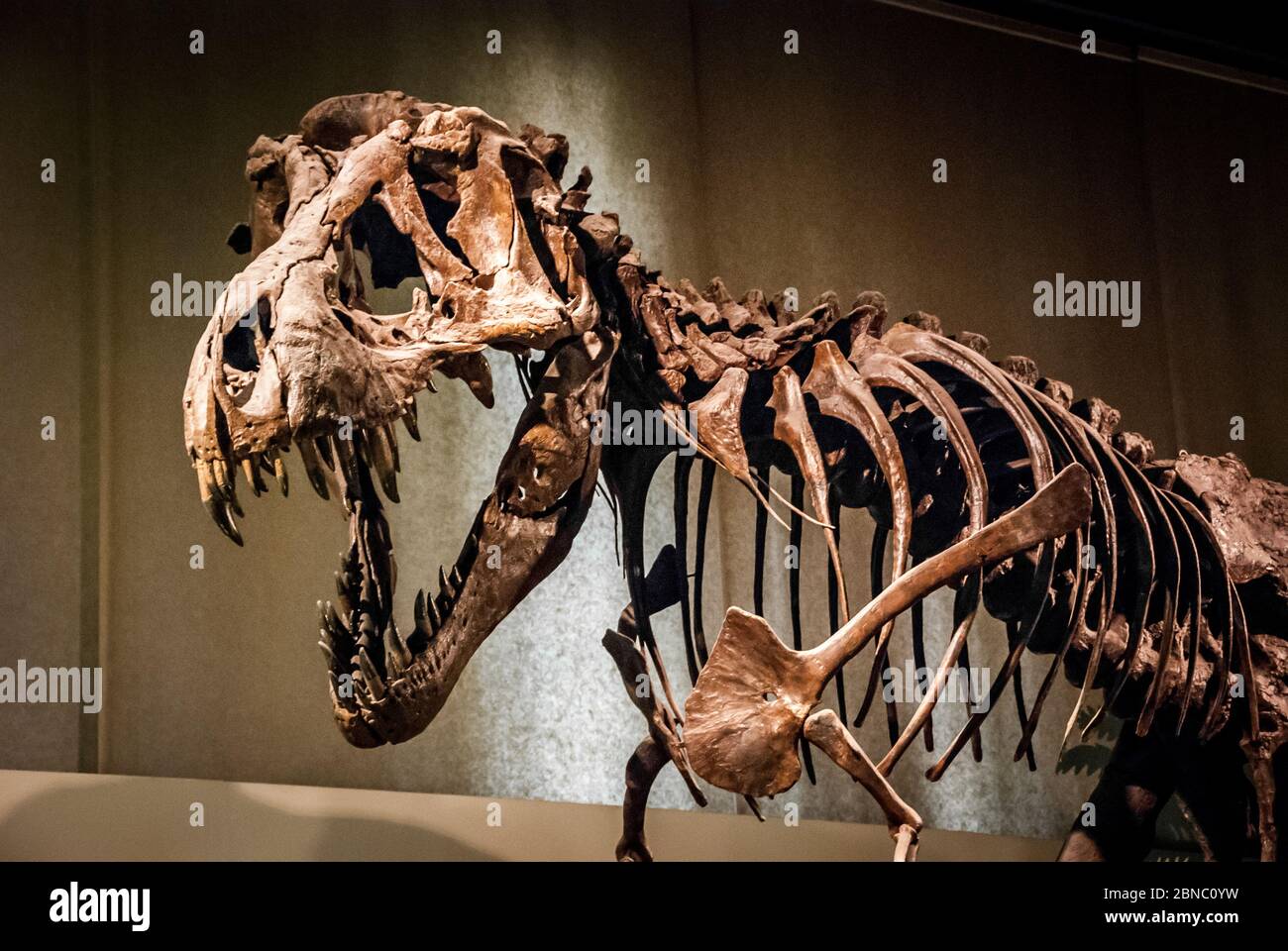Tyrannosaurus Rex Fossil Locations Tyrannosaurus Rex Fossil Locations
