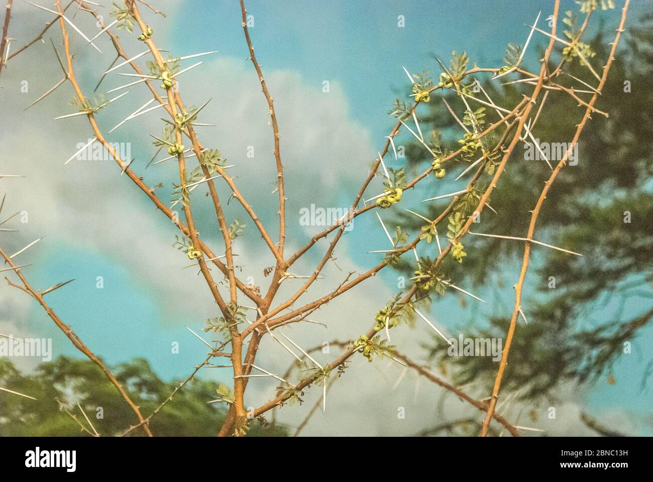 Vachellia tortilis, widely known as Acacia tortilis but now attributed ...