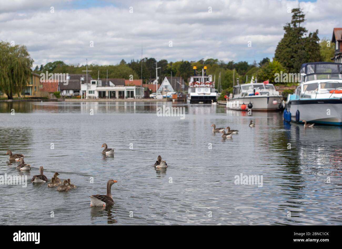 The River Bure at Horning on the Norfolk Broads remains quiet, as ...