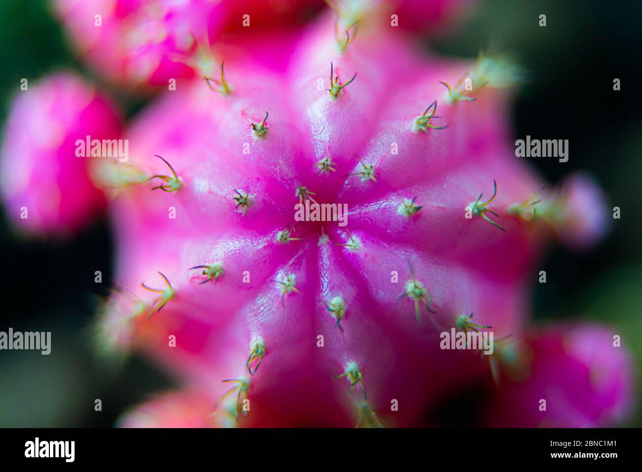 Green color moon cactus with magenta, pink flowers and bud. macro view ...