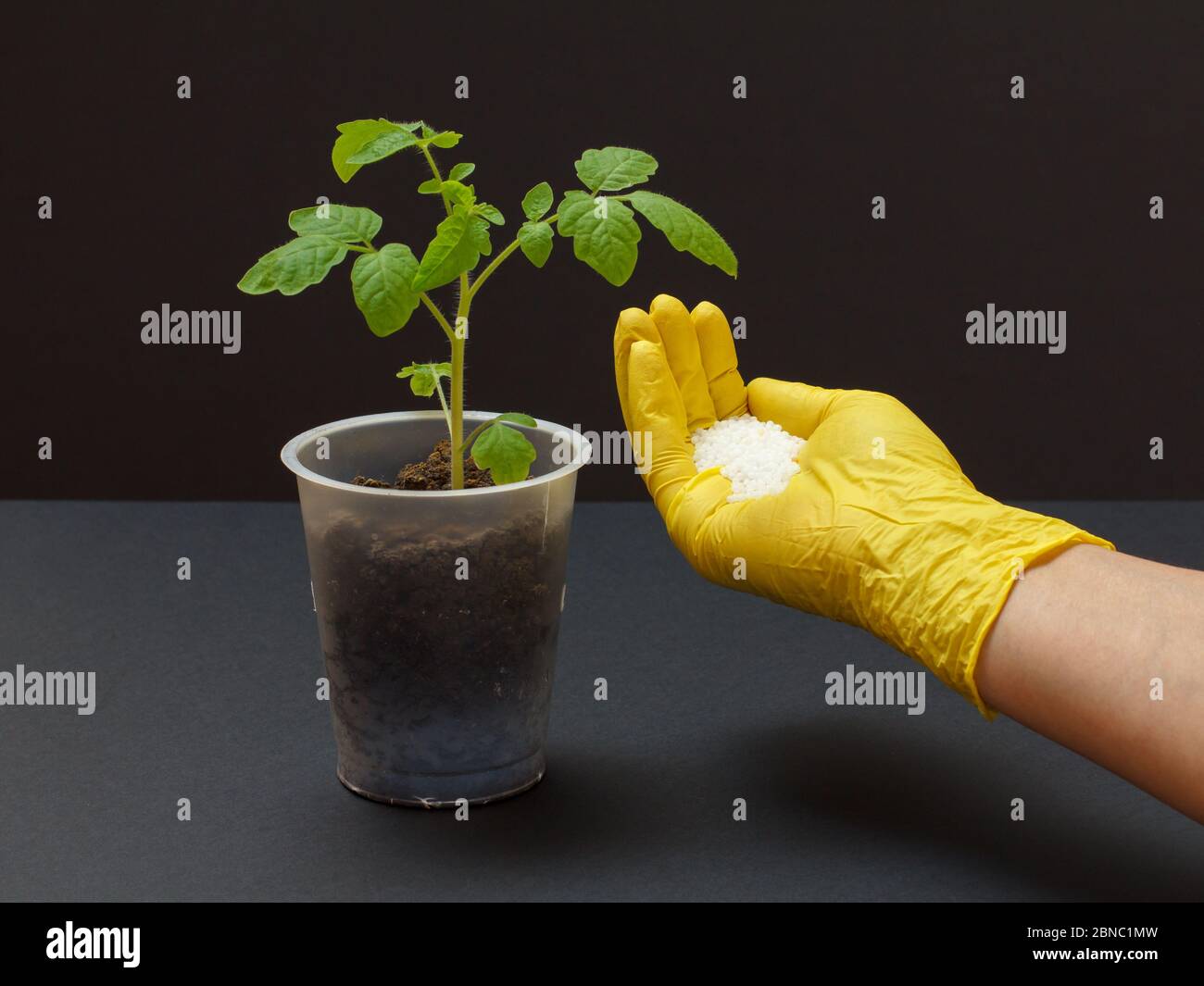 Farmer is holding chemical fertilizer for a young tomato plant growing ...