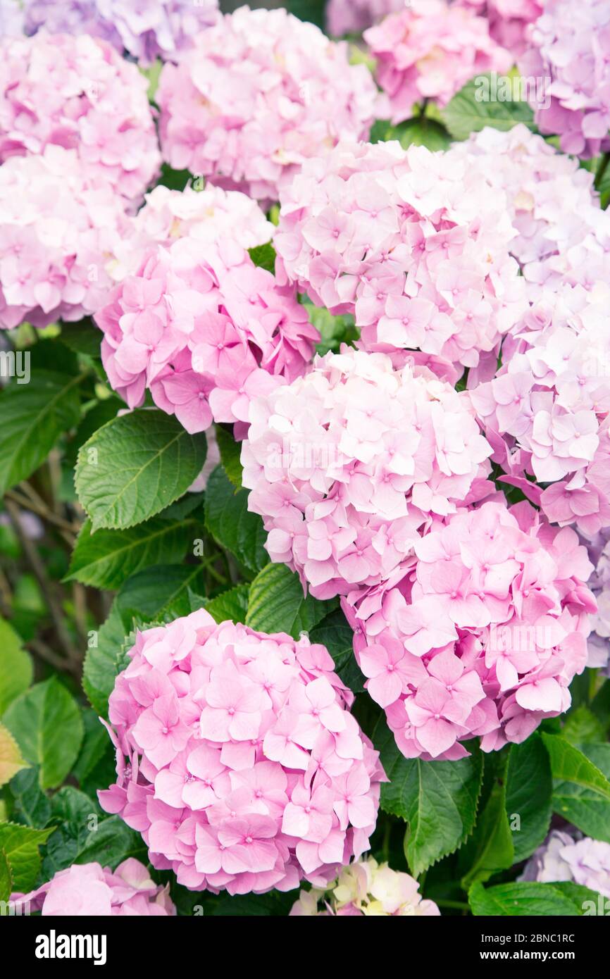 Vertical closeup of pink french hydrangeas in a field under the ...