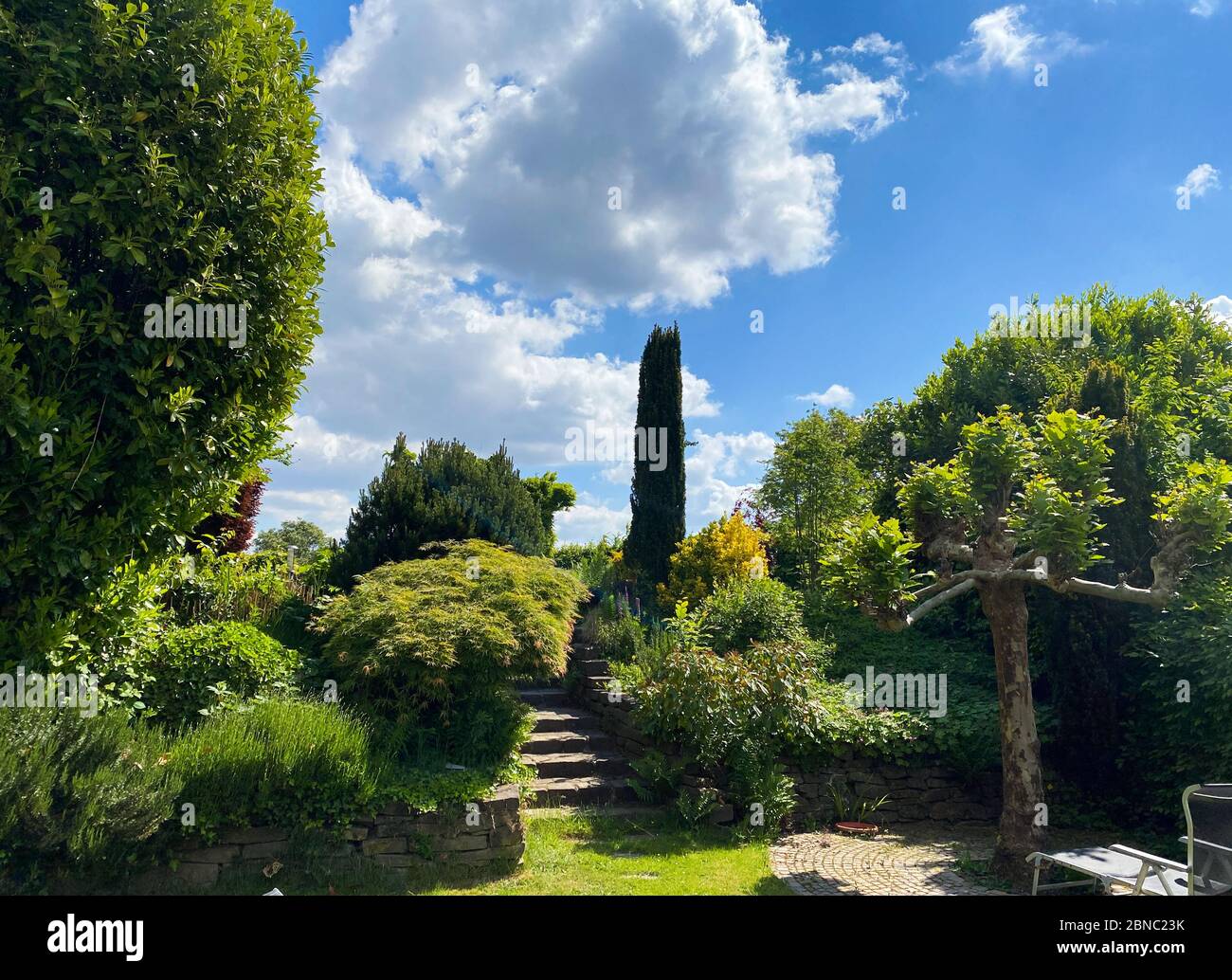 View into german garden with stone steps, cypress, sycamore, maple tree ...