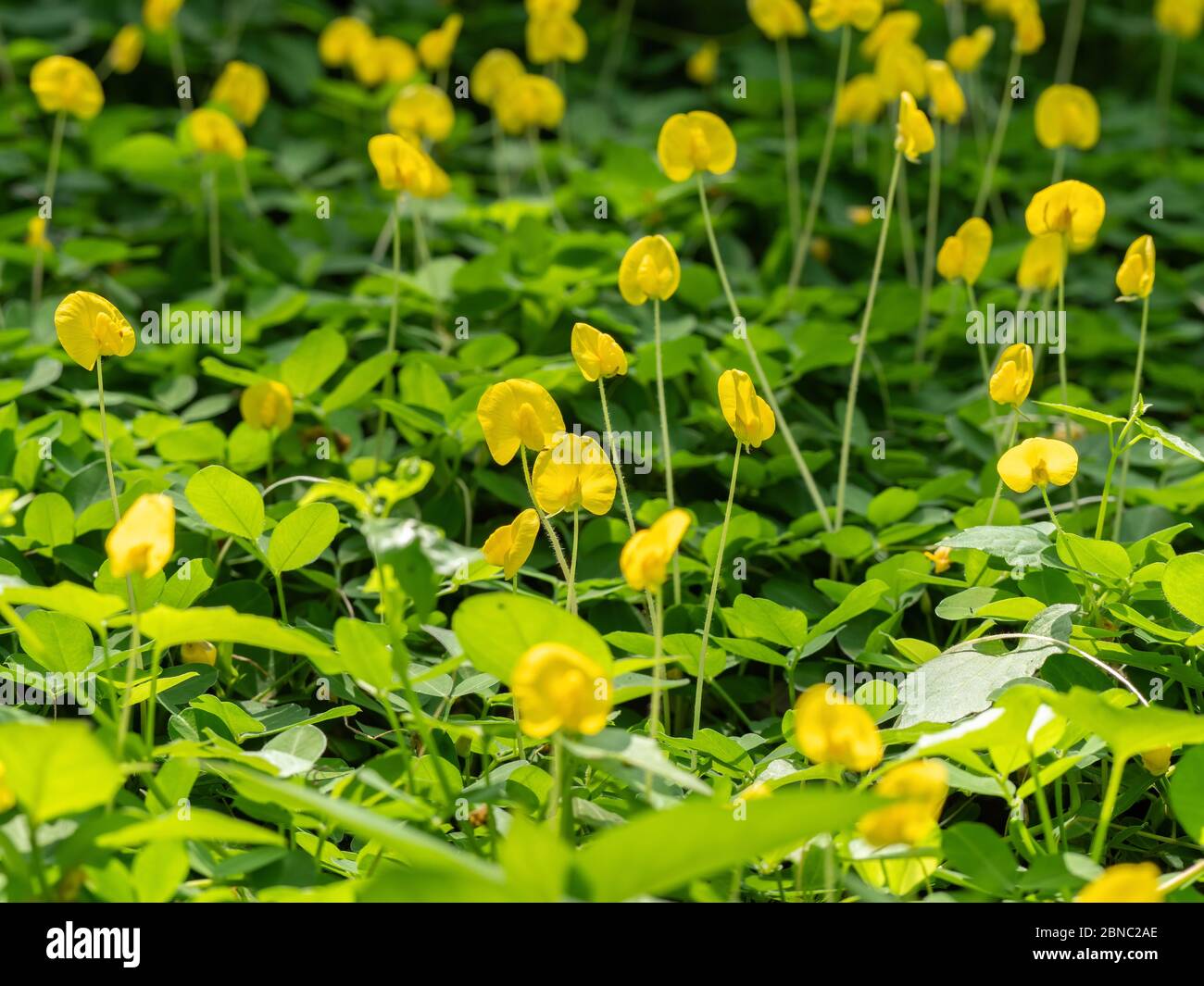 Closeup of Group of Pinto Peanut or Arachis Pintoi on Nature Background ...