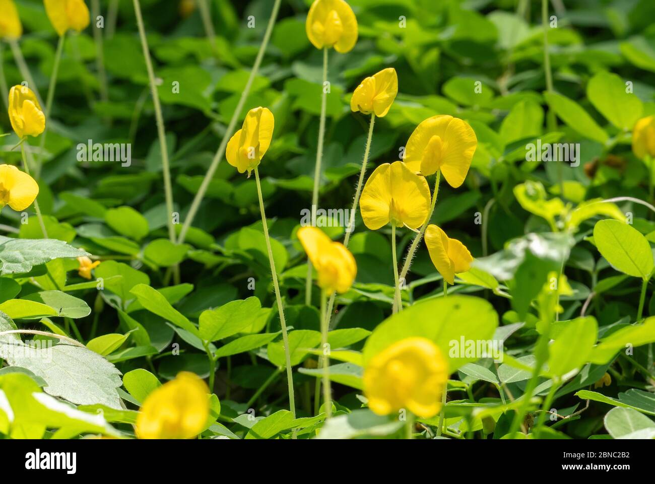 Closeup of Group of Pinto Peanut or Arachis Pintoi on Nature Background ...