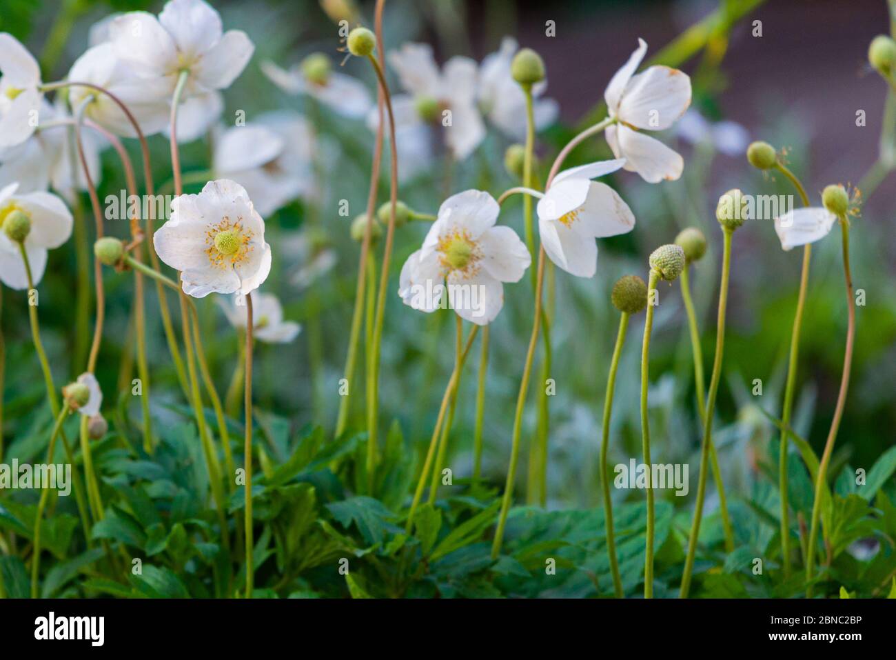 Japanese anemone whirlwind hi-res stock photography and images - Alamy