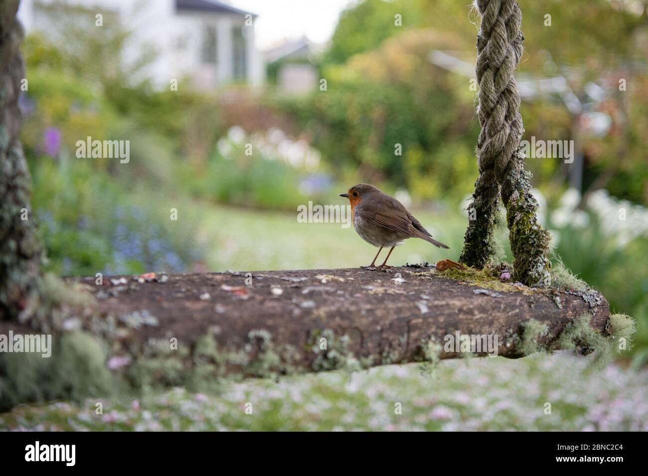Robin Garden Swing High Resolution Stock Photography and Images - Alamy