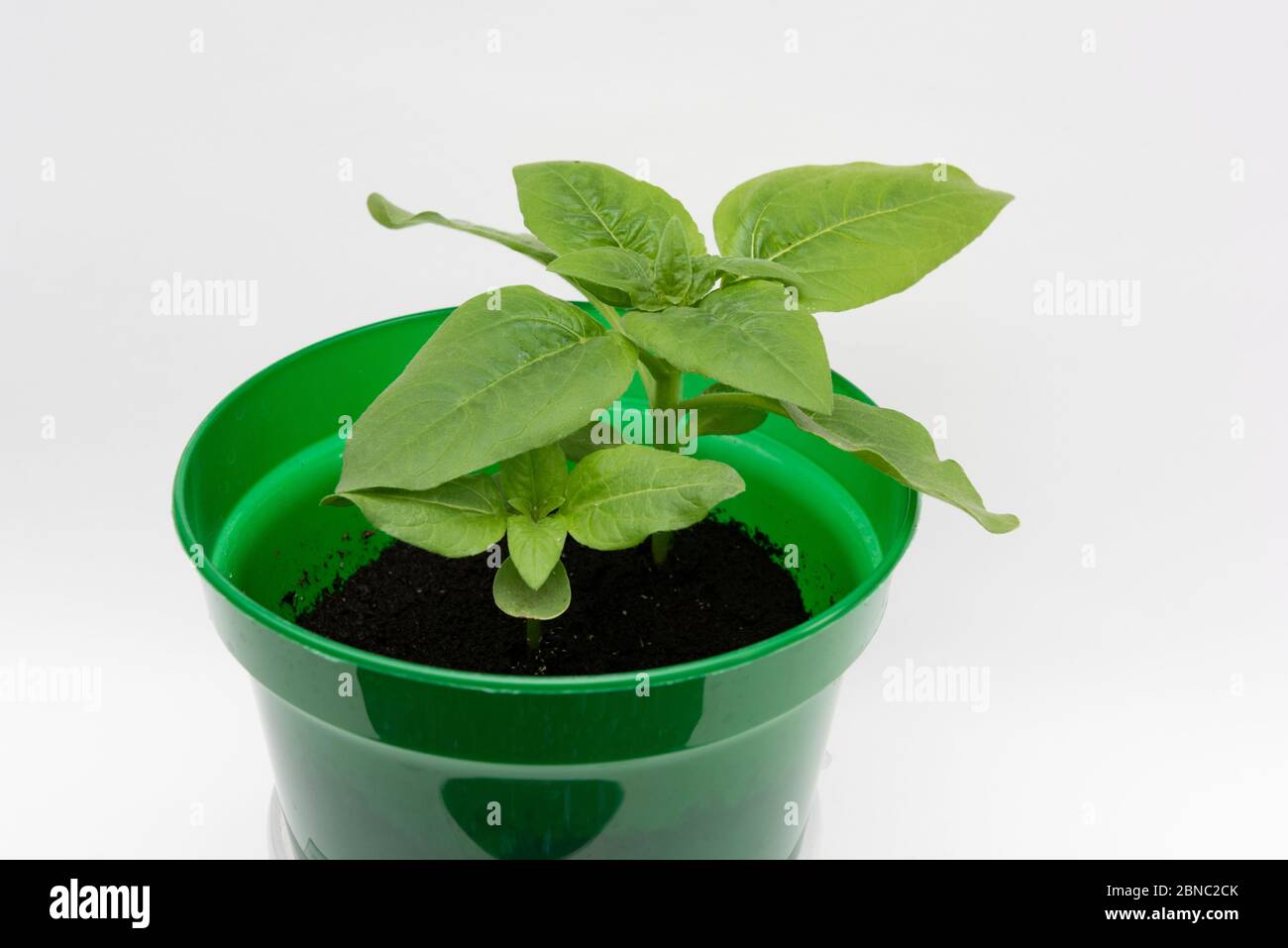 new green shoot,sunflower plant in a small green plastic plant pot on a ...