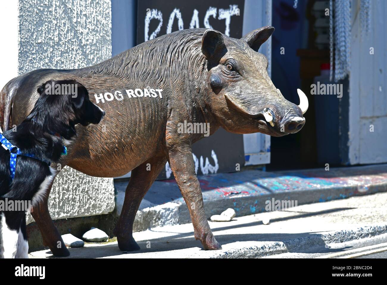 UK humorous Dog Hog Roast Picture taken at the Cobb in Lyme Regis ...