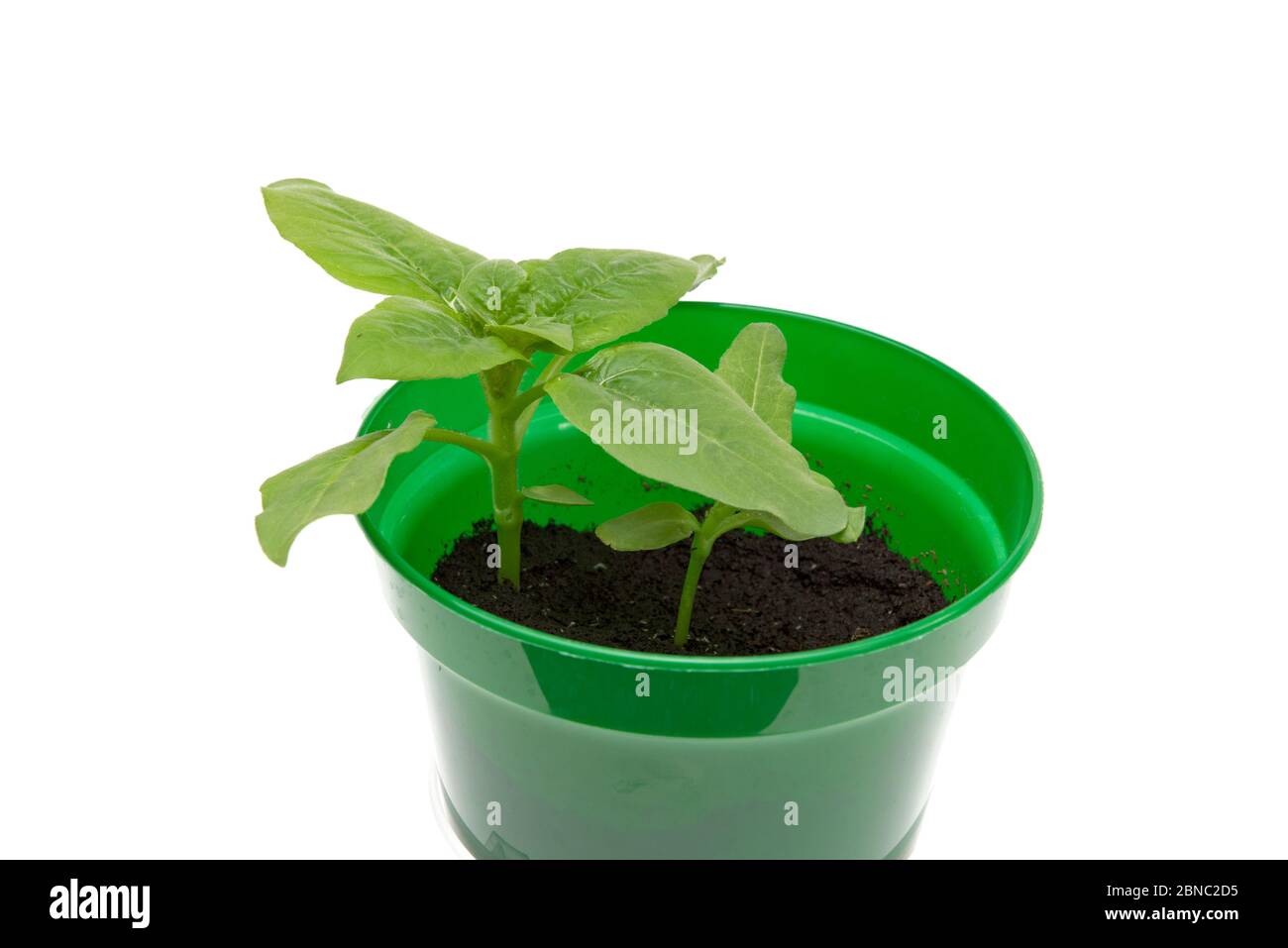 new green shoot,sunflower plant in a small green plastic plant pot on a ...