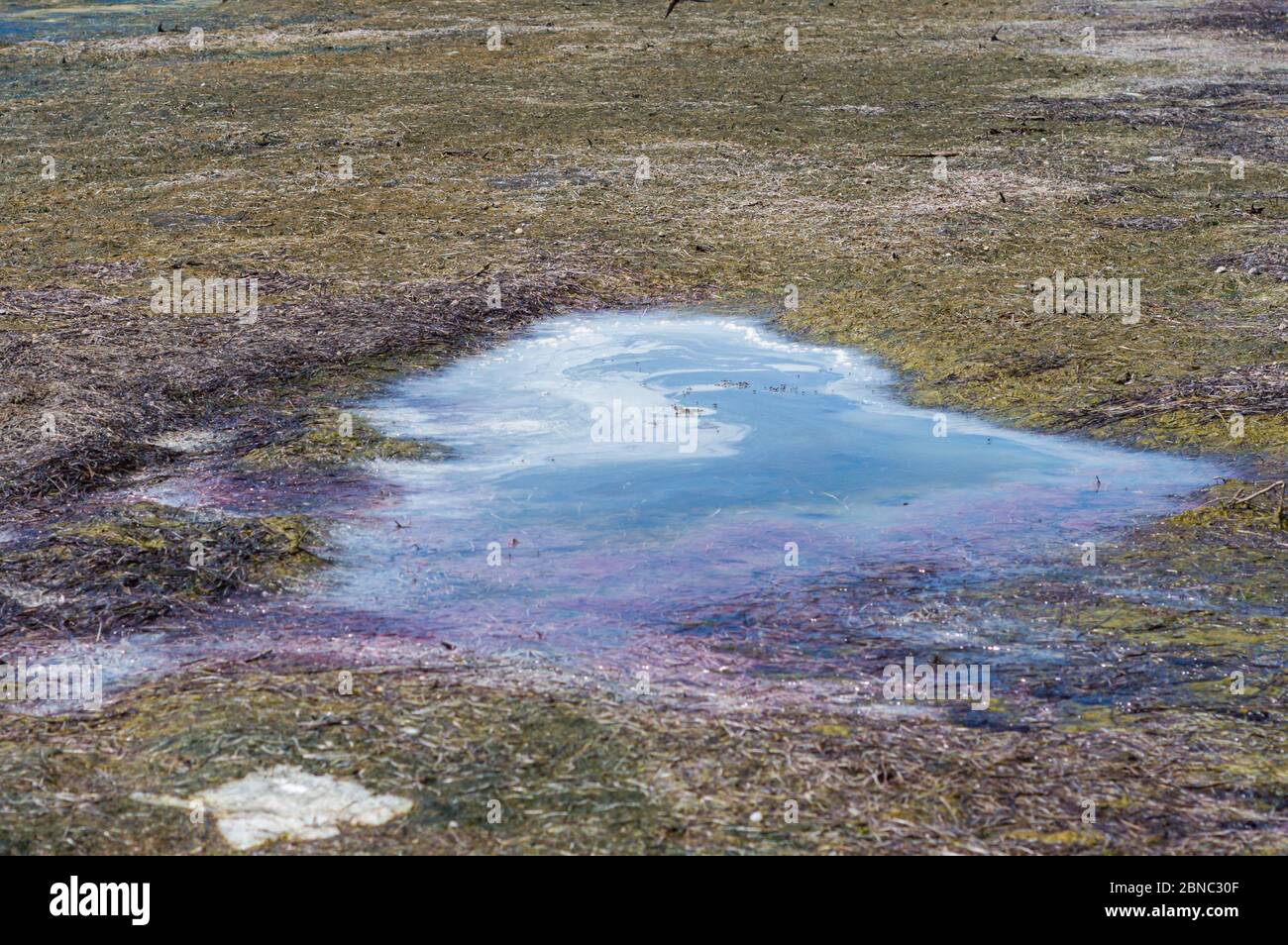 Toxic waste in a puddle in nature pollution Stock Photo - Alamy