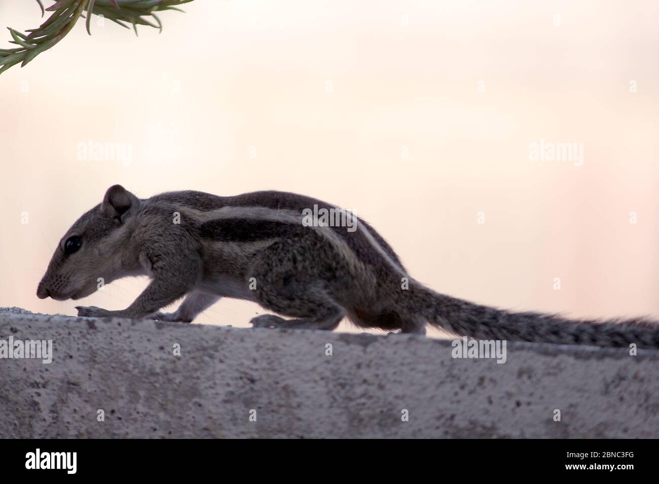 Squirrel walking on wall, Squirrels are members of the family Sciuridae ...
