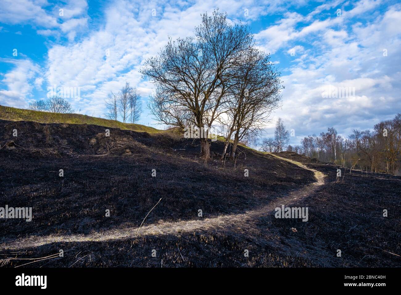A winding narrow path on the ground with scorched last year's grass ...