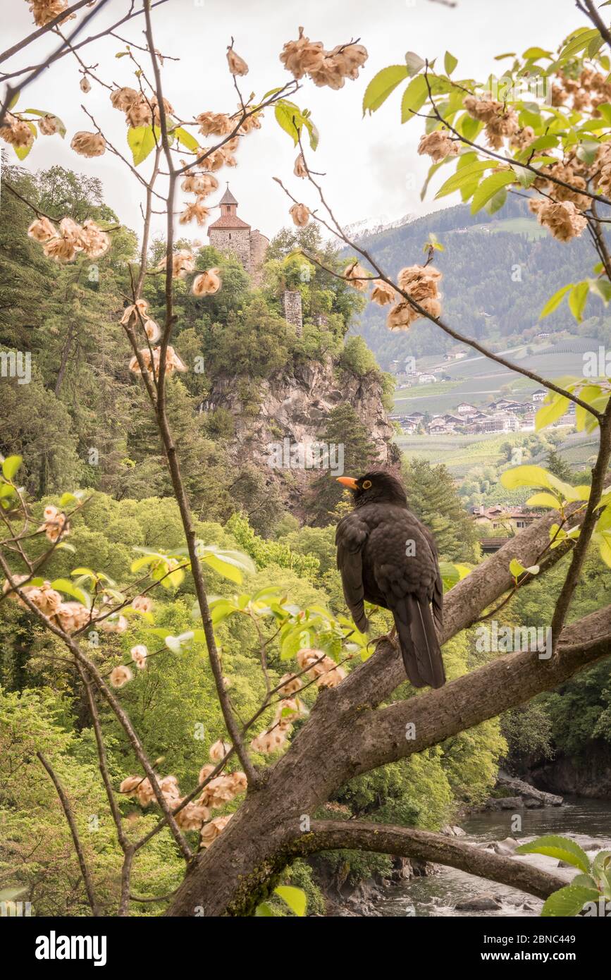 Medieval town in south tyrol hi-res stock photography and images - Alamy