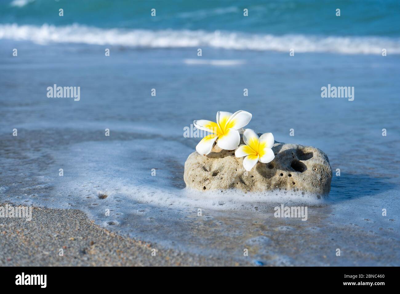 A small stone of an interesting smooth form is washed by waves on the ...