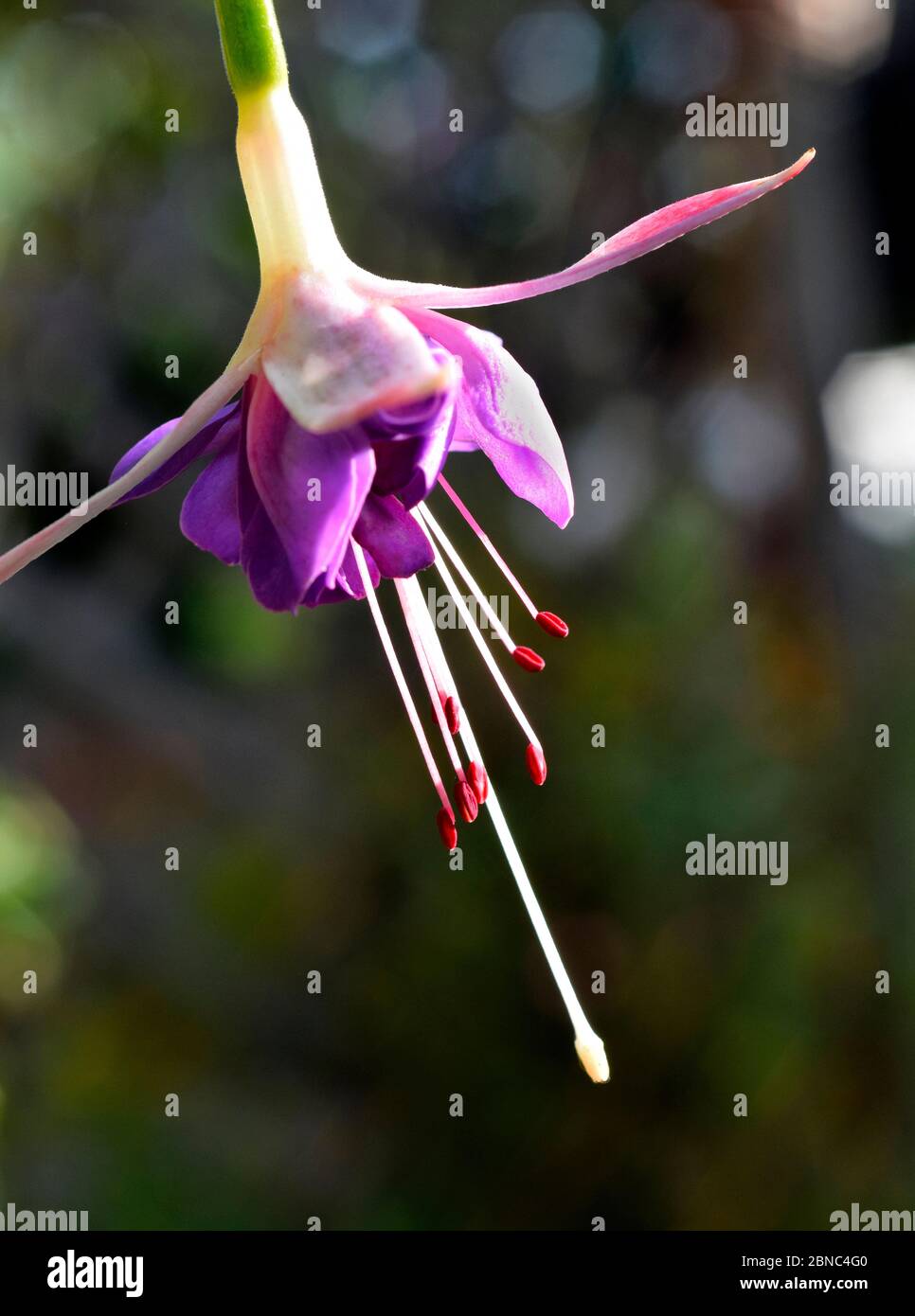 White fuchsia hi-res stock photography and images - Alamy
