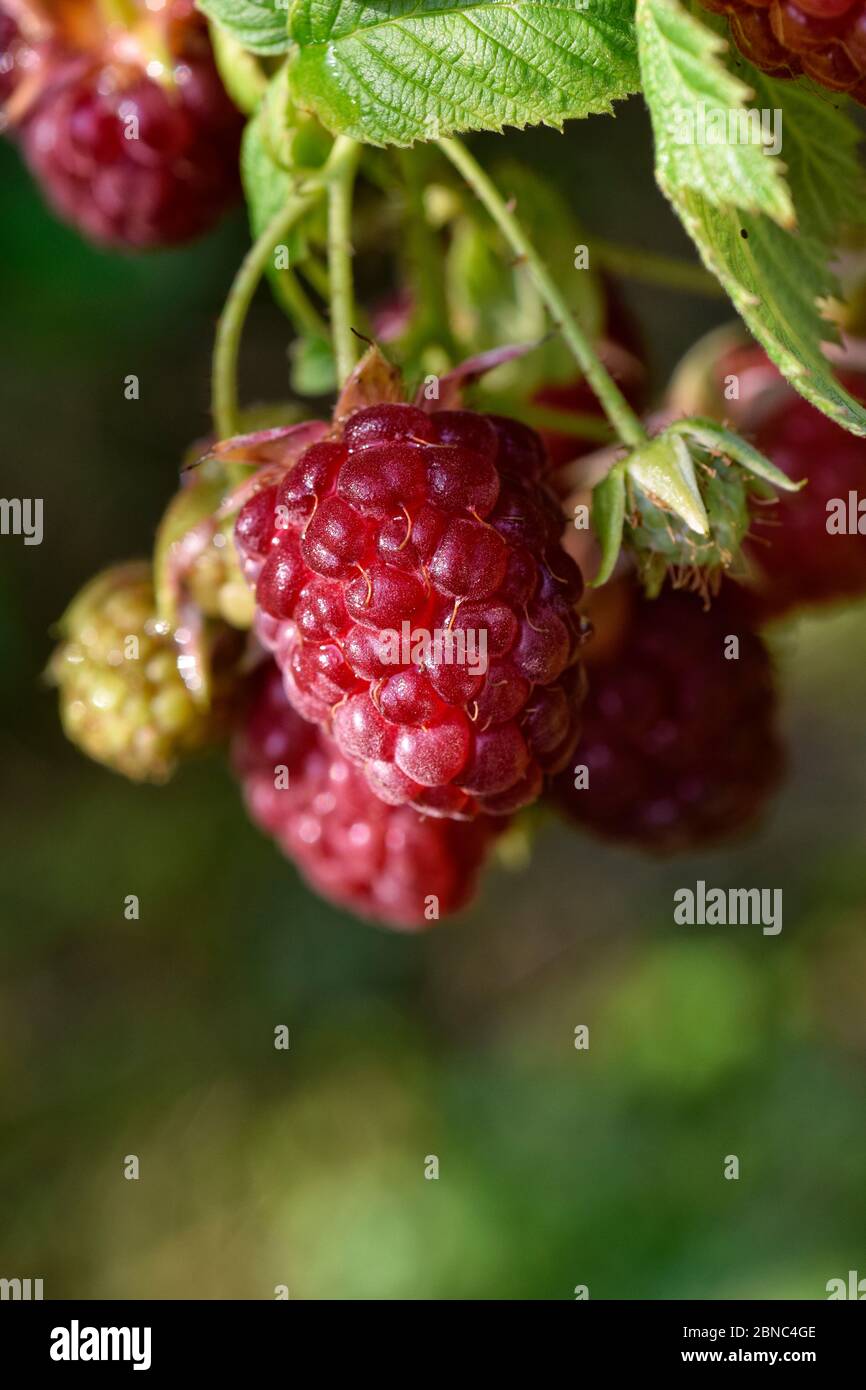 Growing raspberries uk hi-res stock photography and images - Alamy