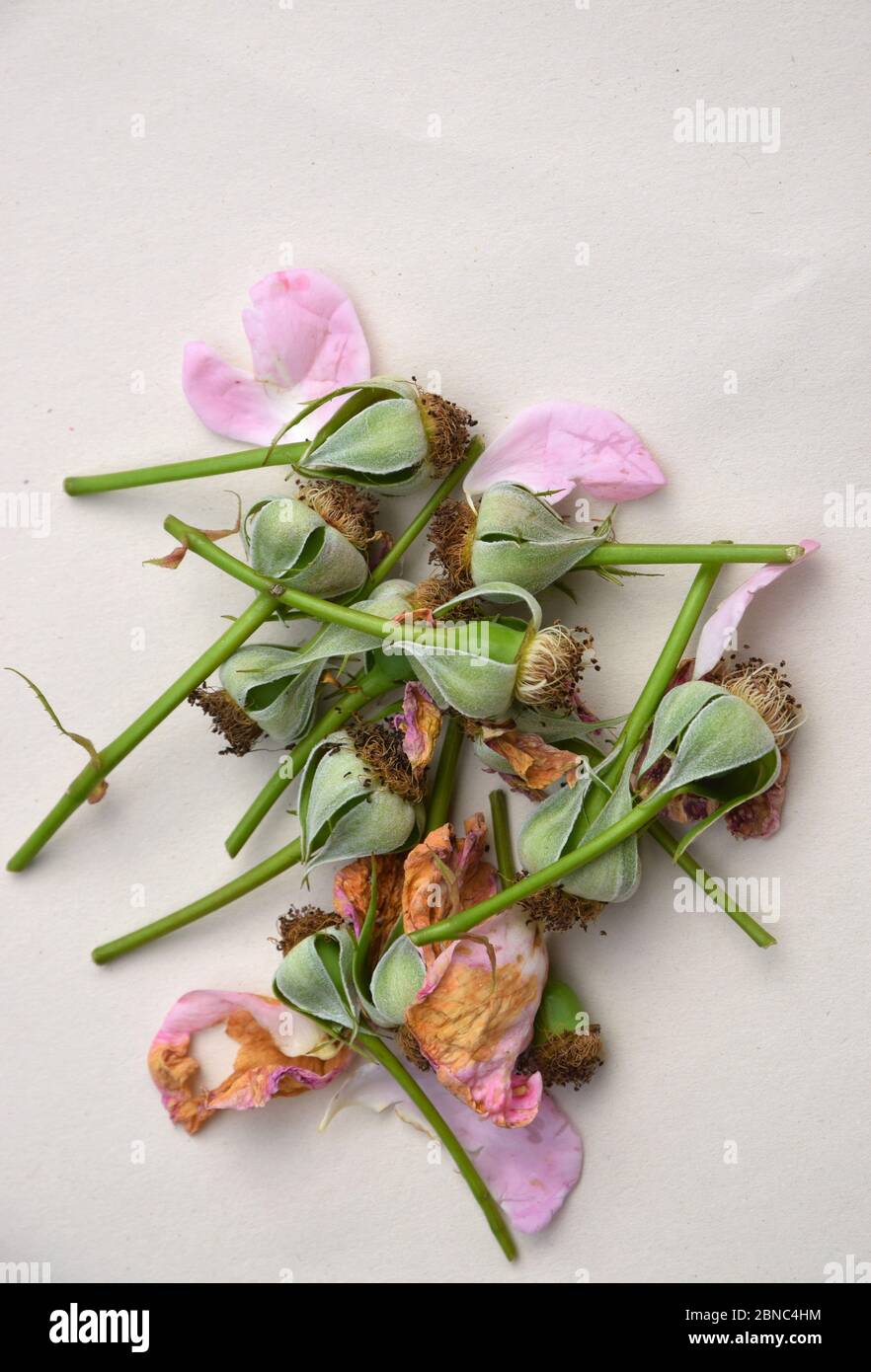 Dead flowers roses hi-res stock photography and images - Alamy