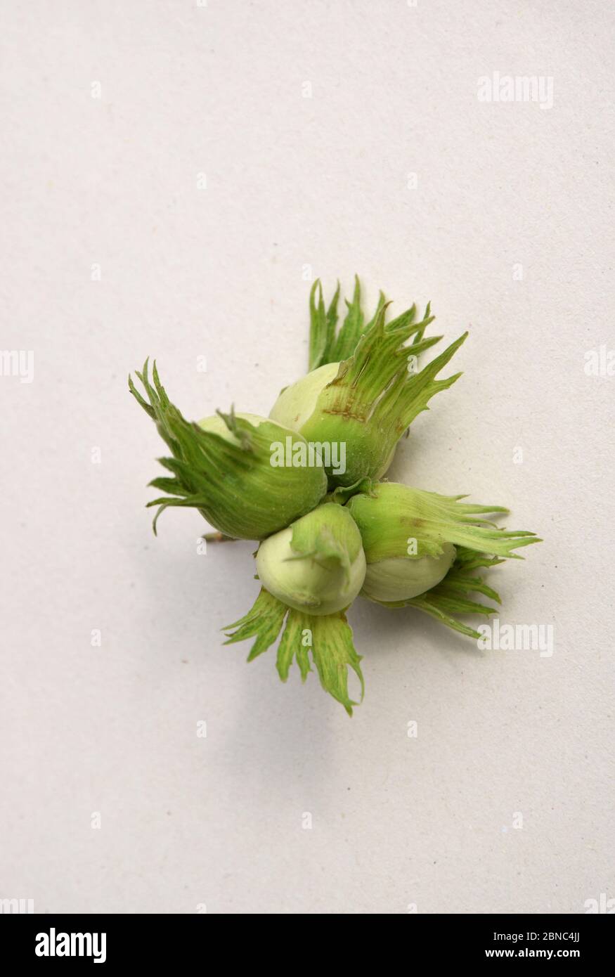 Green hazelnuts hi-res stock photography and images - Alamy
