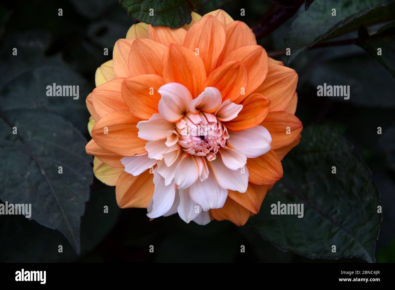 Two tone flower hi-res stock photography and images - Alamy