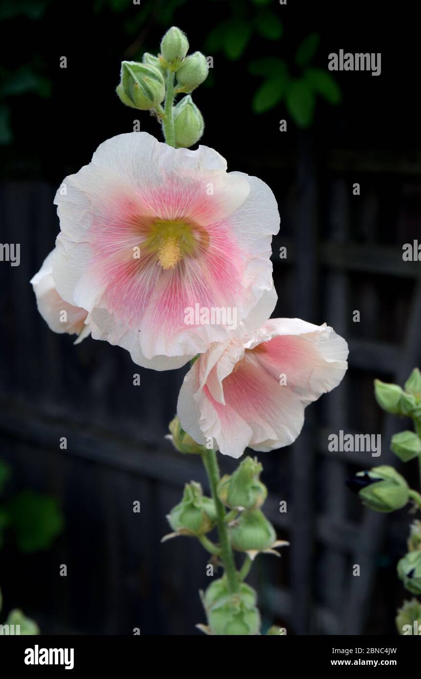 Plants flowers hollyhock flower hi-res stock photography and images - Alamy
