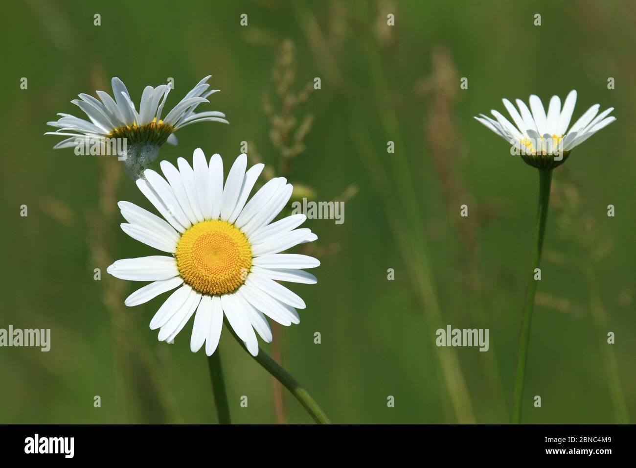 Ox-eye daisy flowers on meadow Stock Photo - Alamy