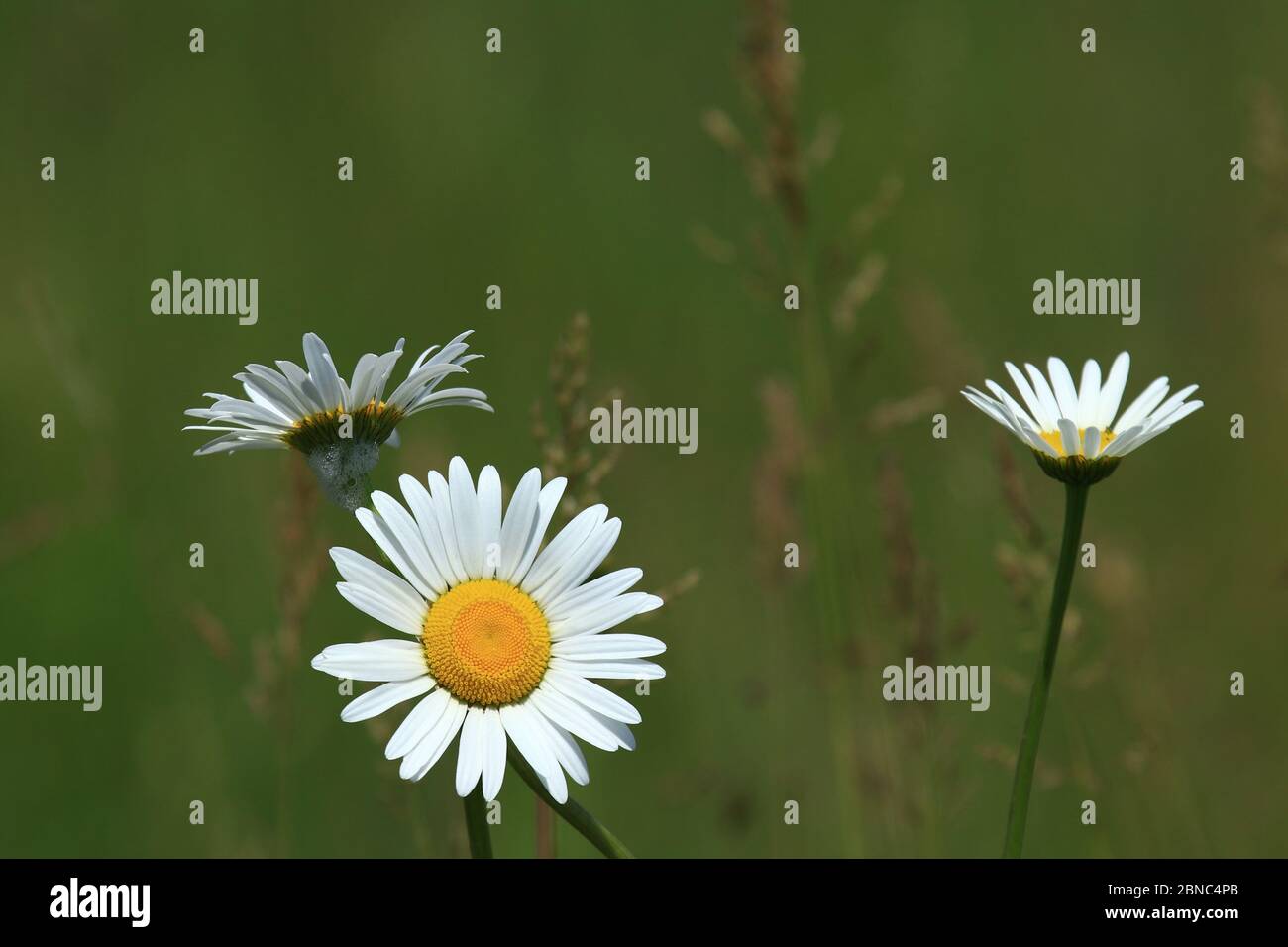 Botany daisy meadow nature hi-res stock photography and images - Alamy