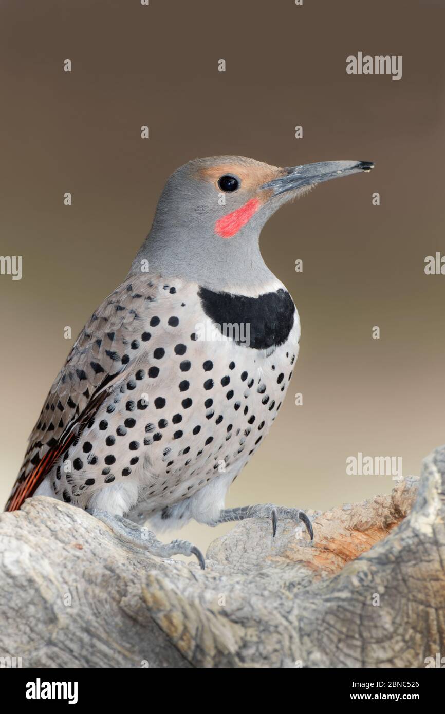 Northern flicker wing feathers High Resolution Stock Photography and ...