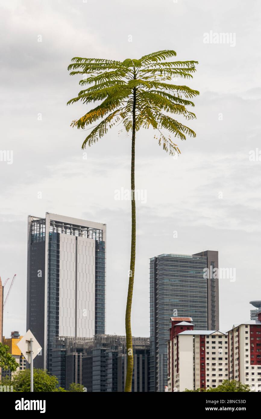 Unusual tall and thin palm tree in Kuala Lumpur Stock Photo - Alamy