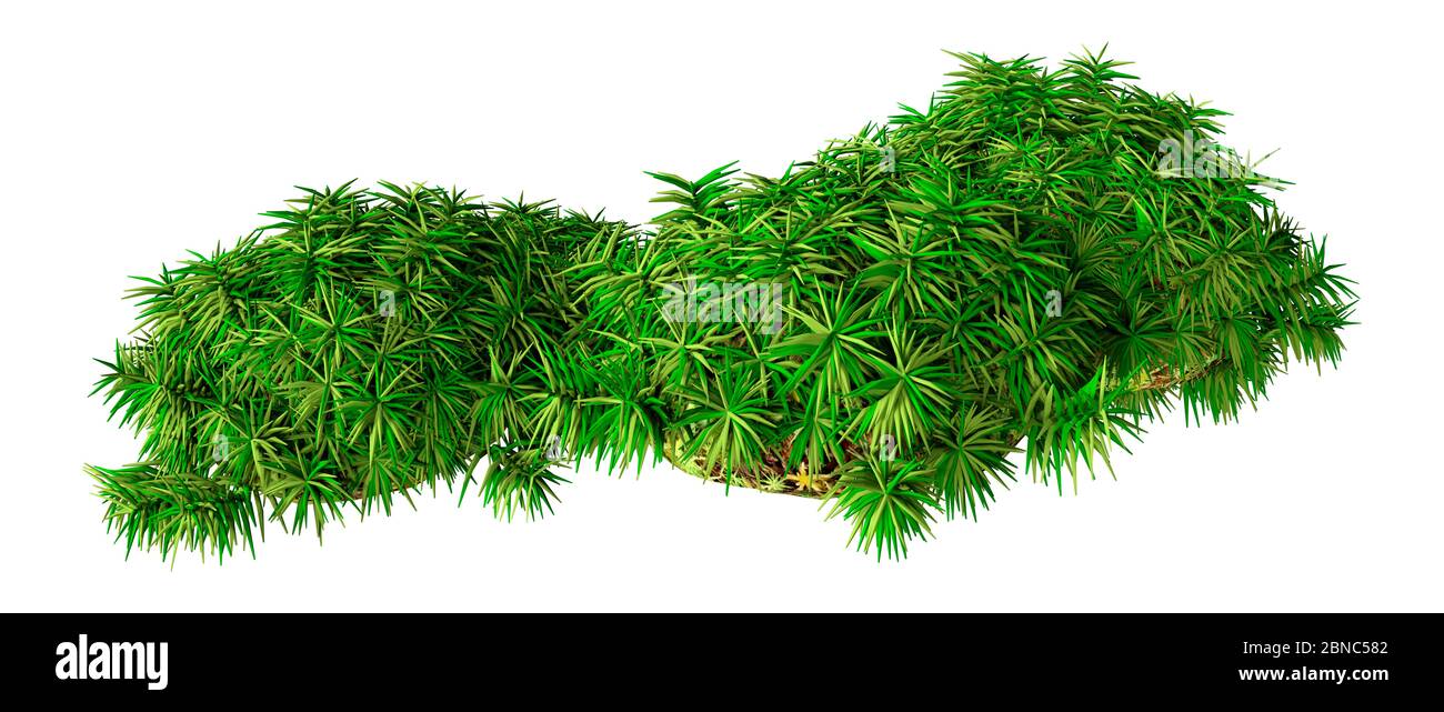 3D rendering of a green hummock moss isolated on white background Stock ...