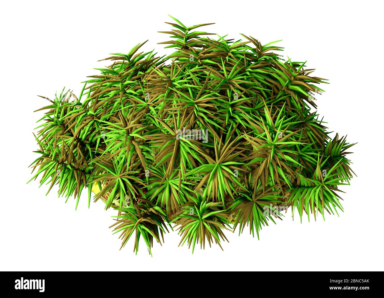 3D rendering of a green hummock moss isolated on white background Stock ...