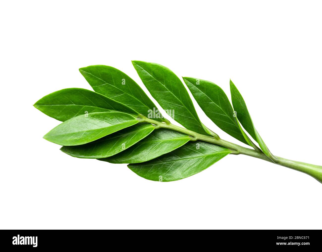 Philodendron plant isolated Cut Out Stock Images & Pictures - Alamy