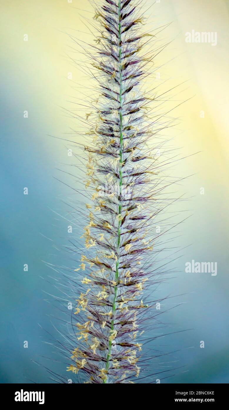 Close up soft grass hi-res stock photography and images - Alamy
