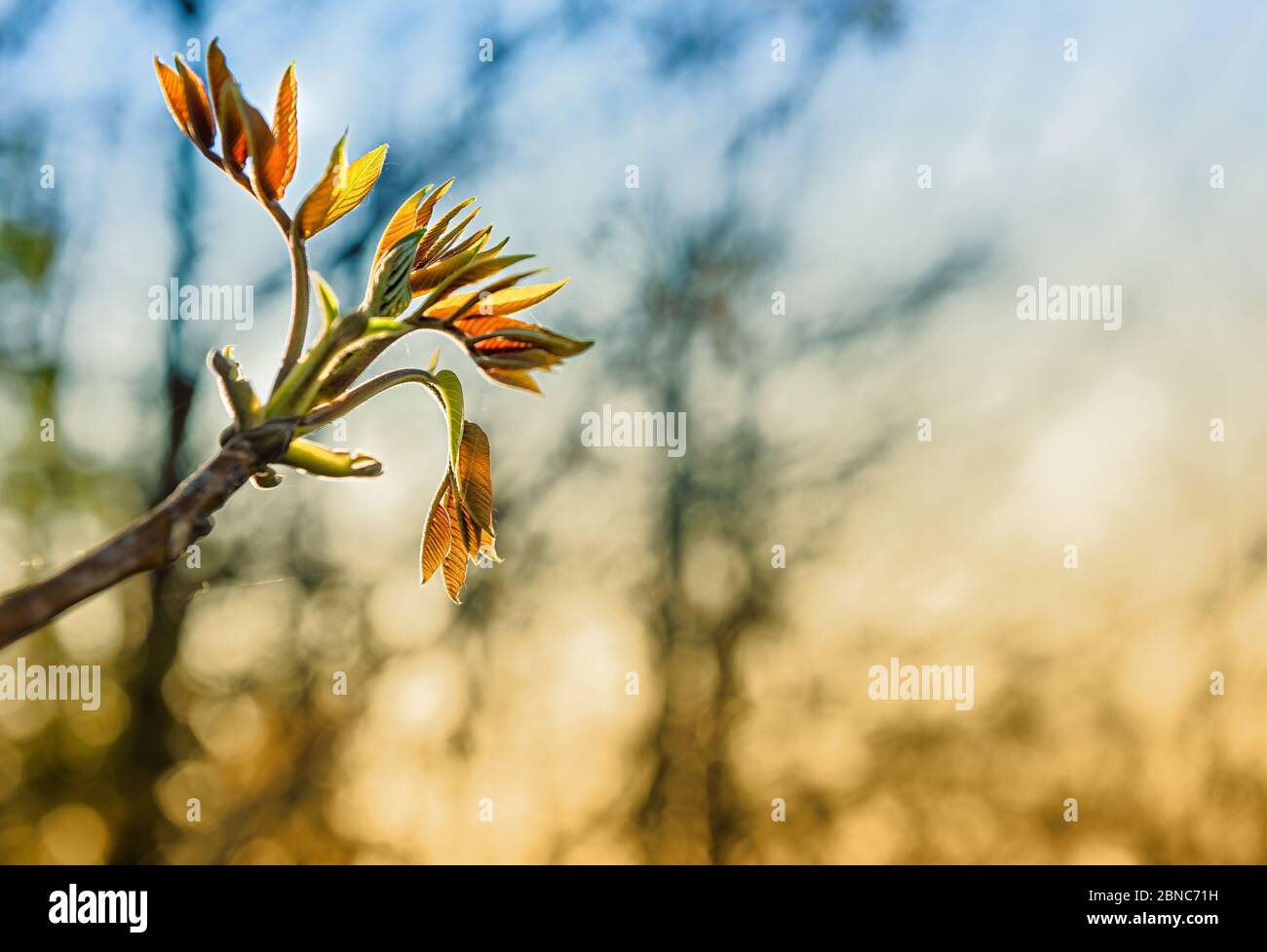 Young shoots of a tree. Awakening of nature. Spring concept. Natural ...
