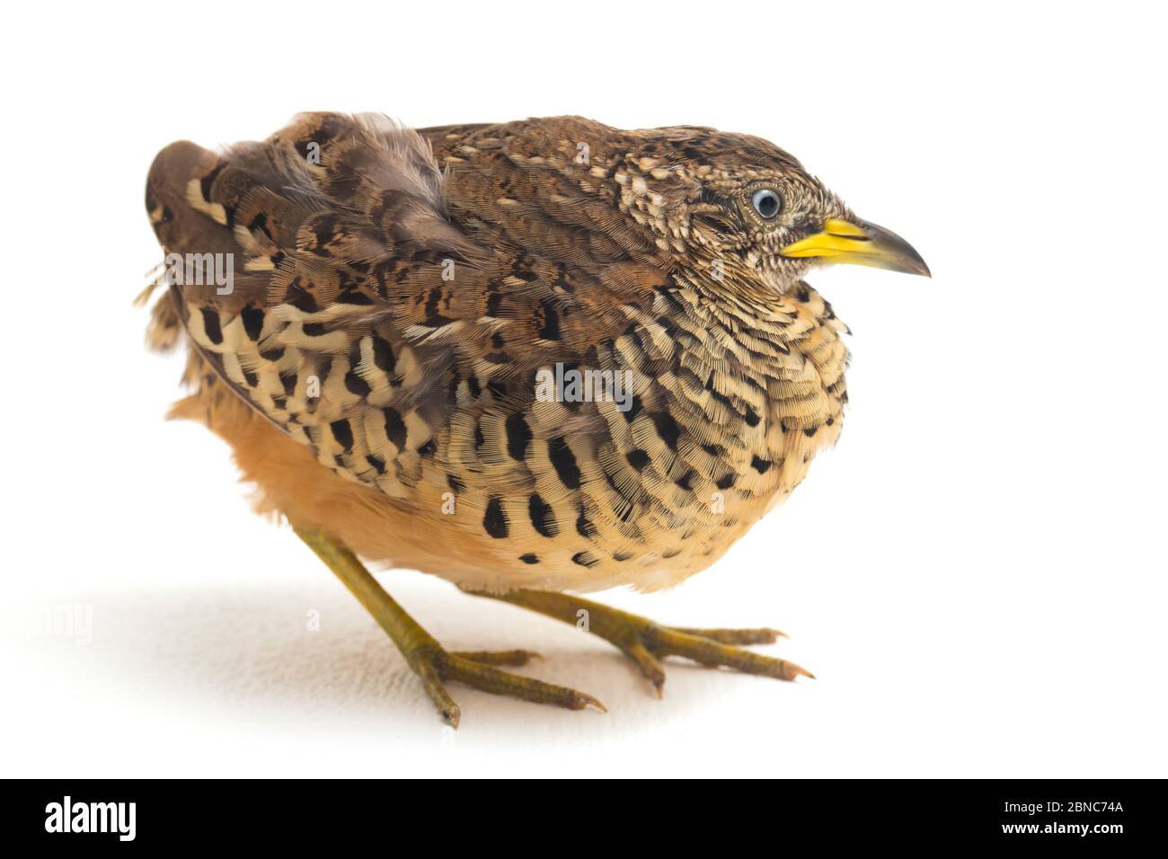 A male barred buttonquail or common bustard-quail (Turnix suscitator ...