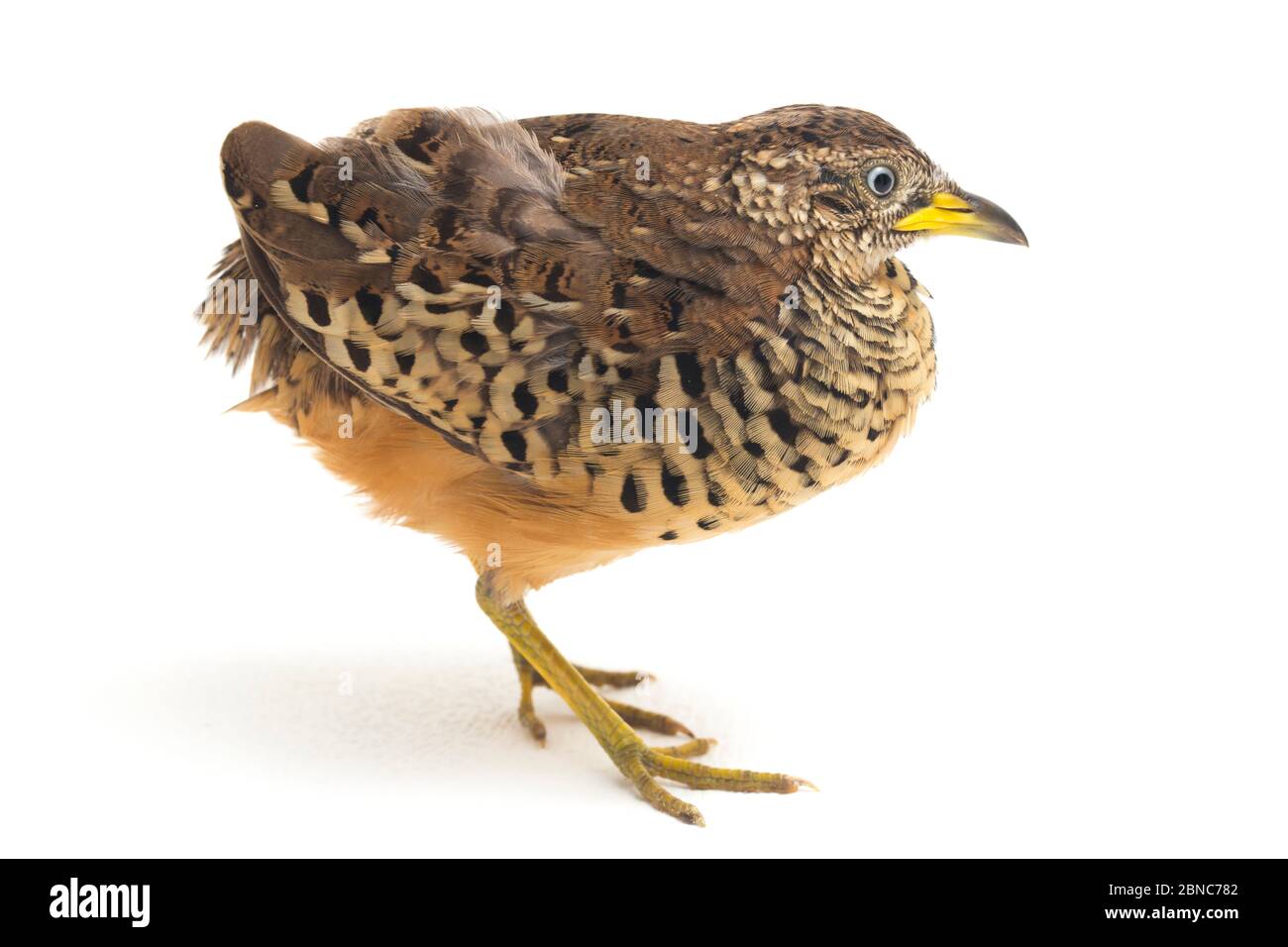 A male barred buttonquail or common bustard-quail (Turnix suscitator ...