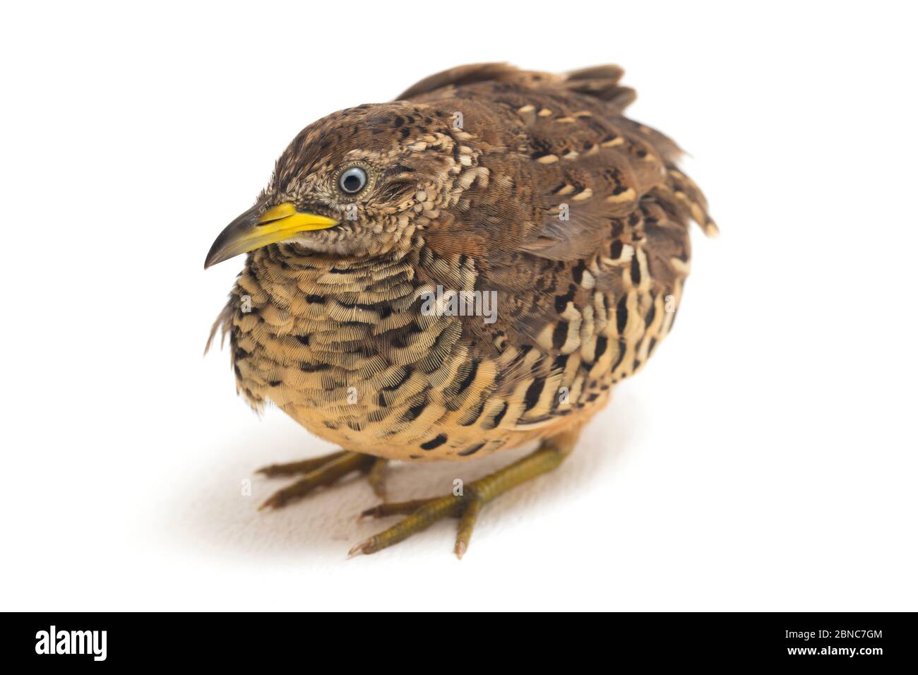 A male barred buttonquail or common bustard-quail (Turnix suscitator ...