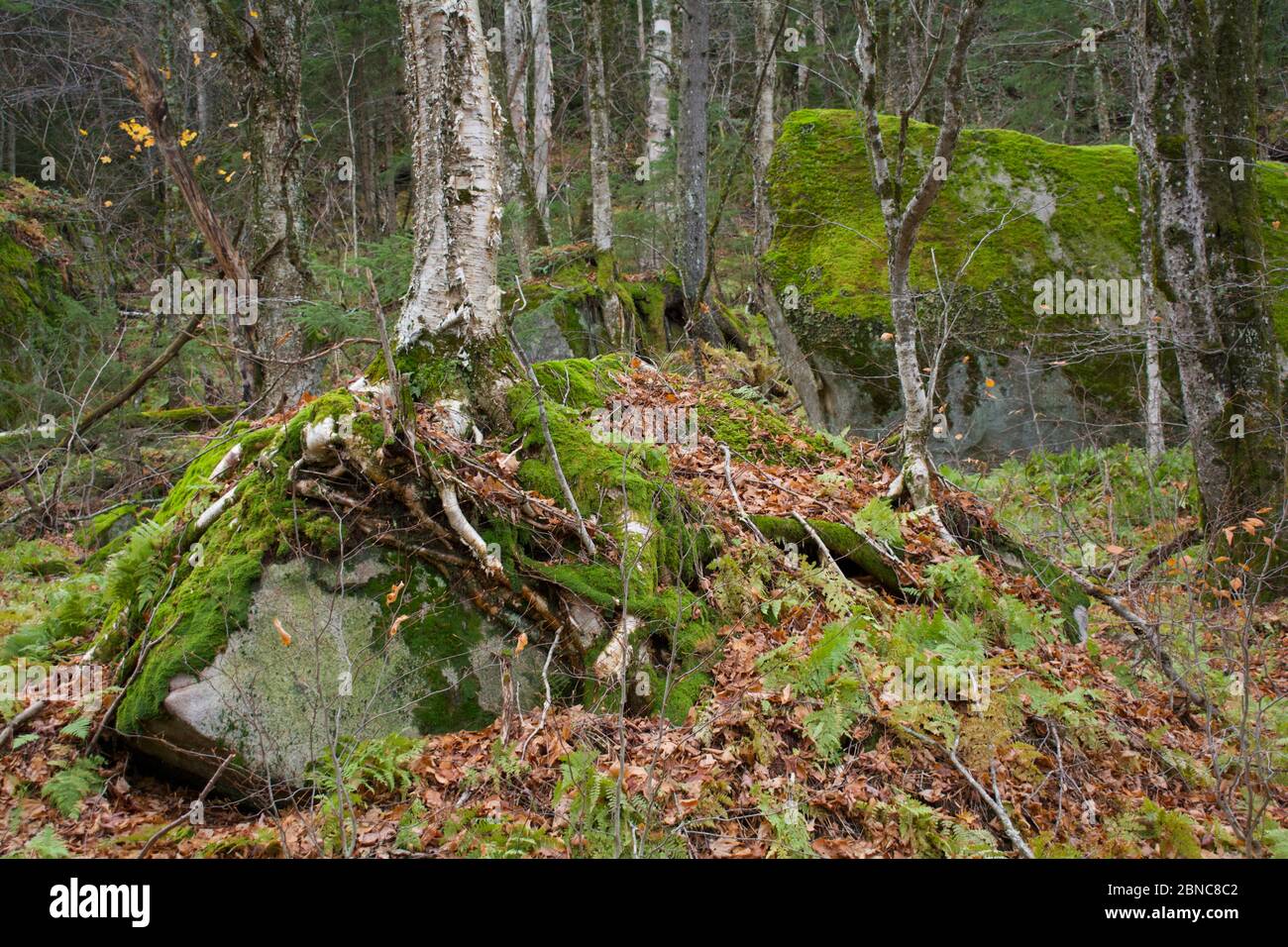 Moss tree roots hi-res stock photography and images - Alamy