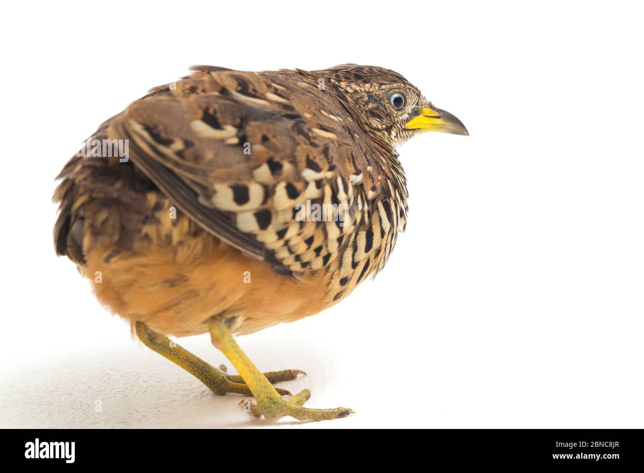 A male barred buttonquail or common bustard-quail (Turnix suscitator ...