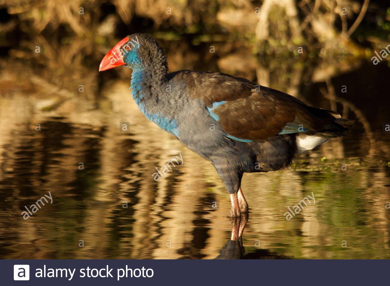 Black Swamp Birds High Resolution Stock Photography and Images - Alamy